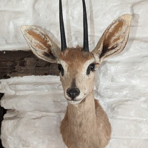 A Unique Vintage Taxidermy South African Steenbok. A Large Adult Male ...