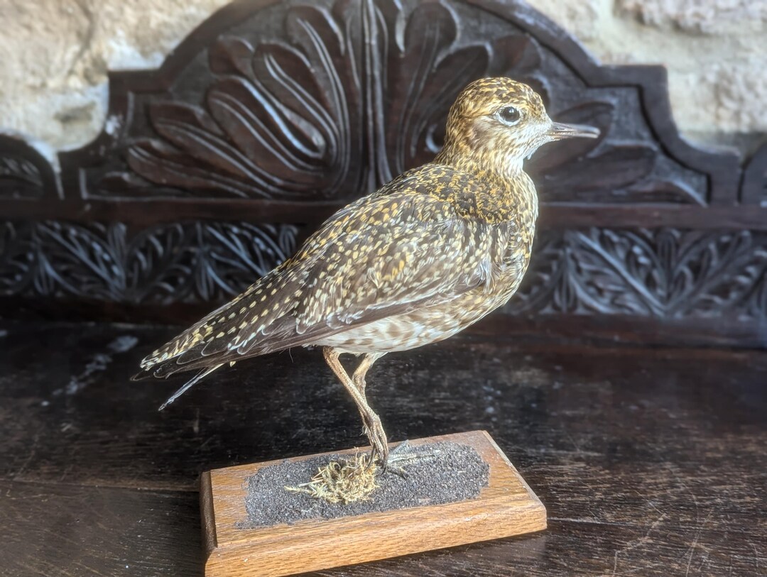 A Lovely Little Taxidermy Male Golden Plover in Winter Plumage. Mounted ...