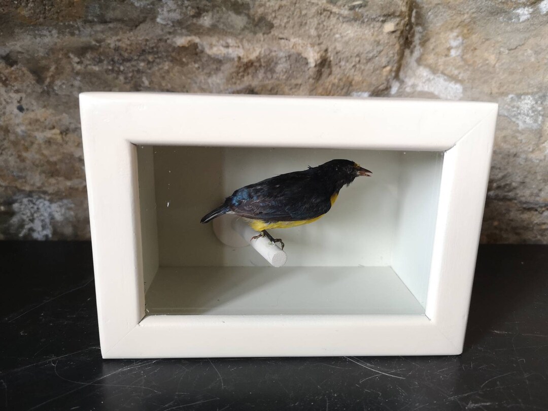 A Beautiful Victorian Taxidermy Purple Throated Euphonia. Perched in ...