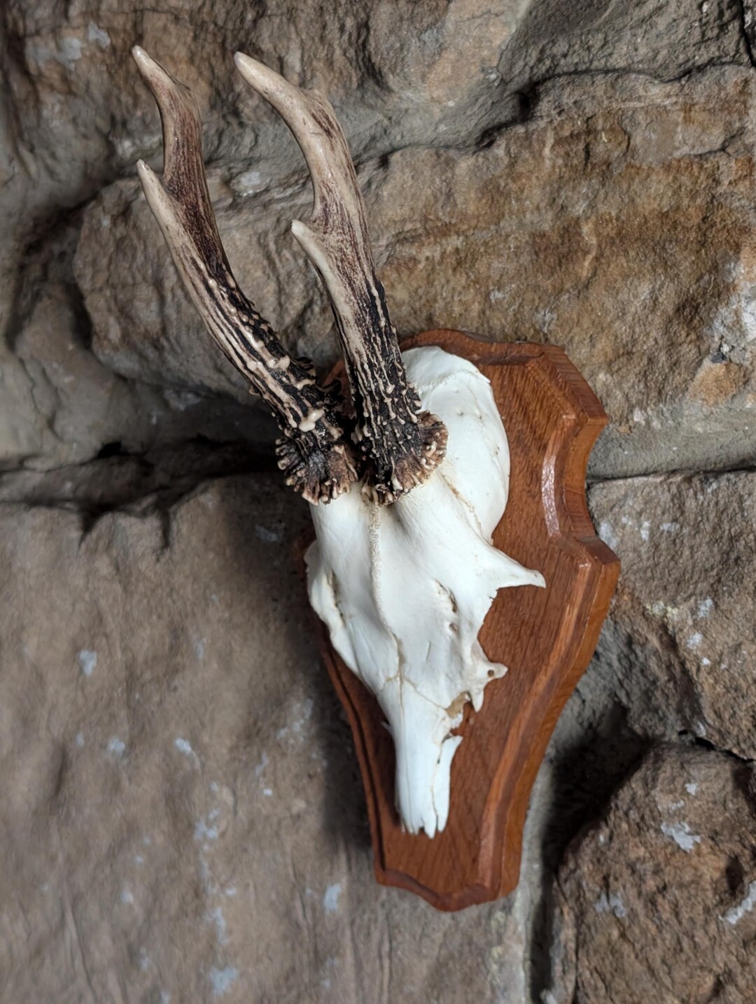 Vintage Taxidermy Roe Deer Skull & Antlers. 5 Pointers. on a Dark Wood ...