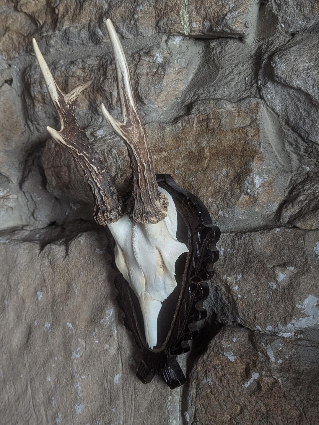 Vintage Taxidermy Roe Deer Skulls & Antlers. 6 Pointers. on a Dark Wood ...