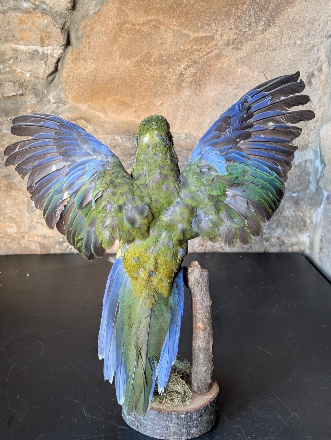 A Wonderful Colourful Taxidermy Green Rosella Parrot Bird. Perched on ...