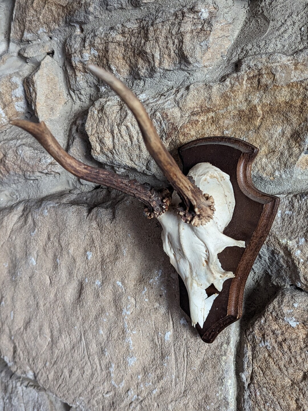 Taxidermy Vintage Roe Deer Antlers & Skull on a Dark Oak Style Wooden ...