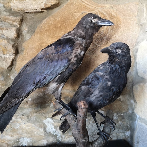 Raven Taxidermy - Etsy