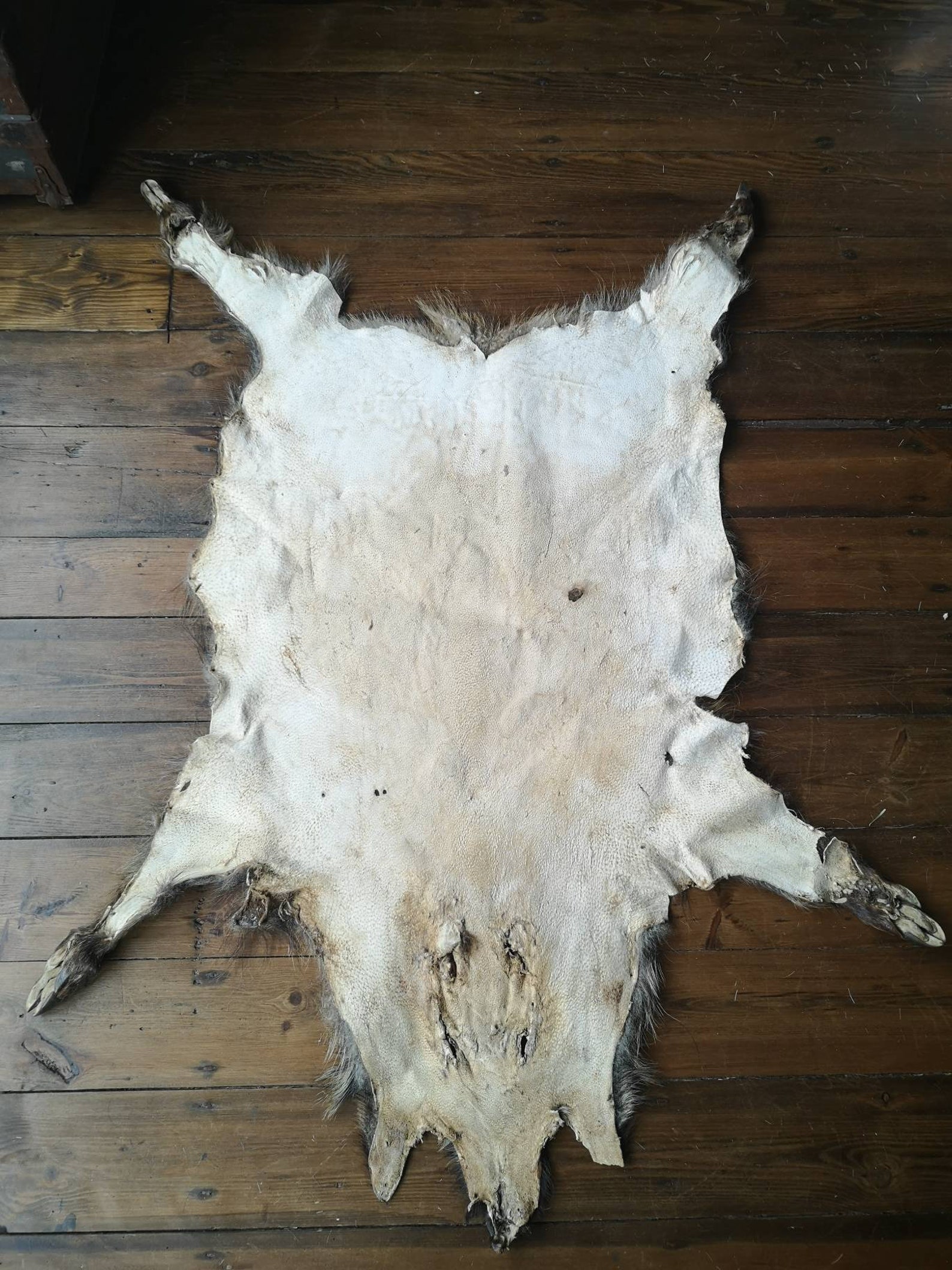 A vintage Wild Boar pelt skin rug. Adult with facial | Etsy