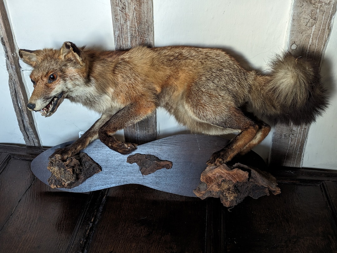 A Unique Vintage Taxidermy Red Fox Full Mount. in Walking Pose in Large ...