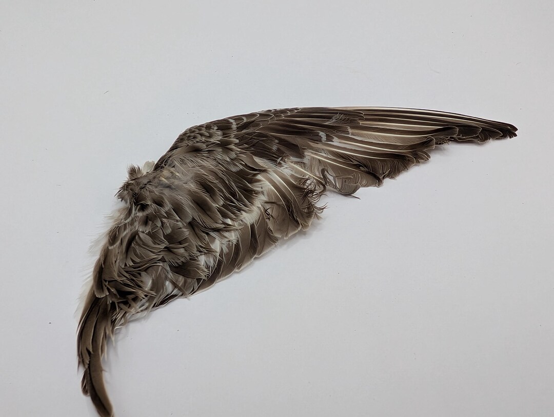 Taxidermy Bird Study Skin. Red Knot Bird Wing. Antique, Late 19th ...