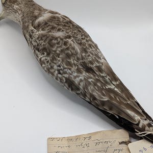 Taxidermy Bird Study Skin. Grey Plover. Female Late 19th Century ...