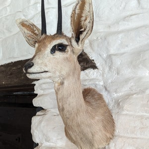 A Unique Vintage Taxidermy South African Steenbok. A Large Adult Male ...