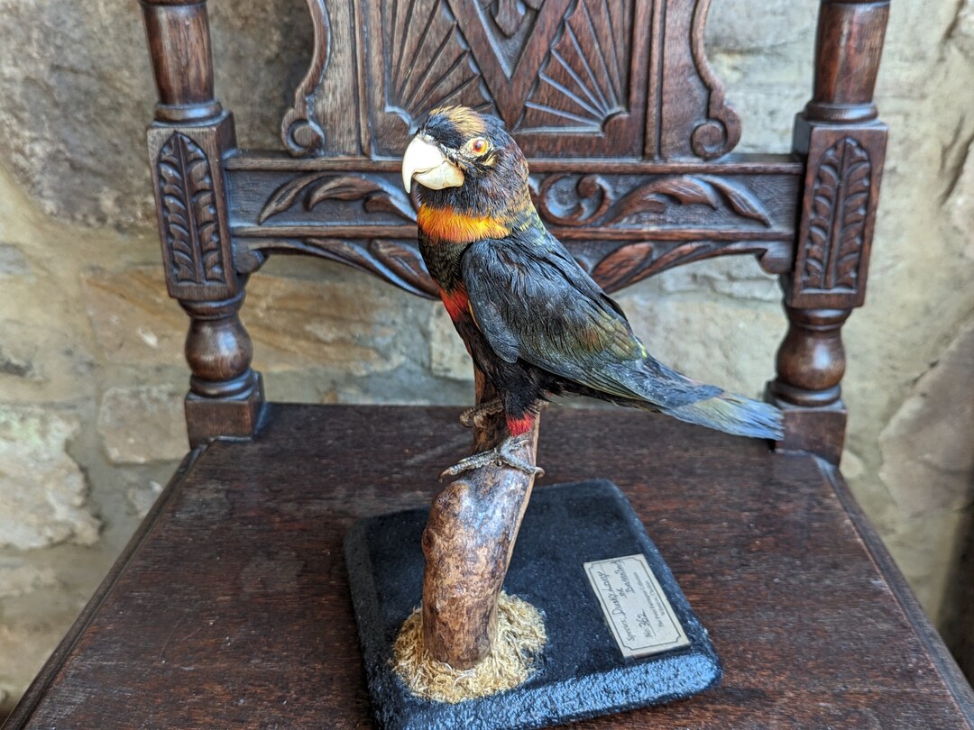 A Wonderful Taxidermy Dusky Lory Parrott. Perched on a Simple Branch ...