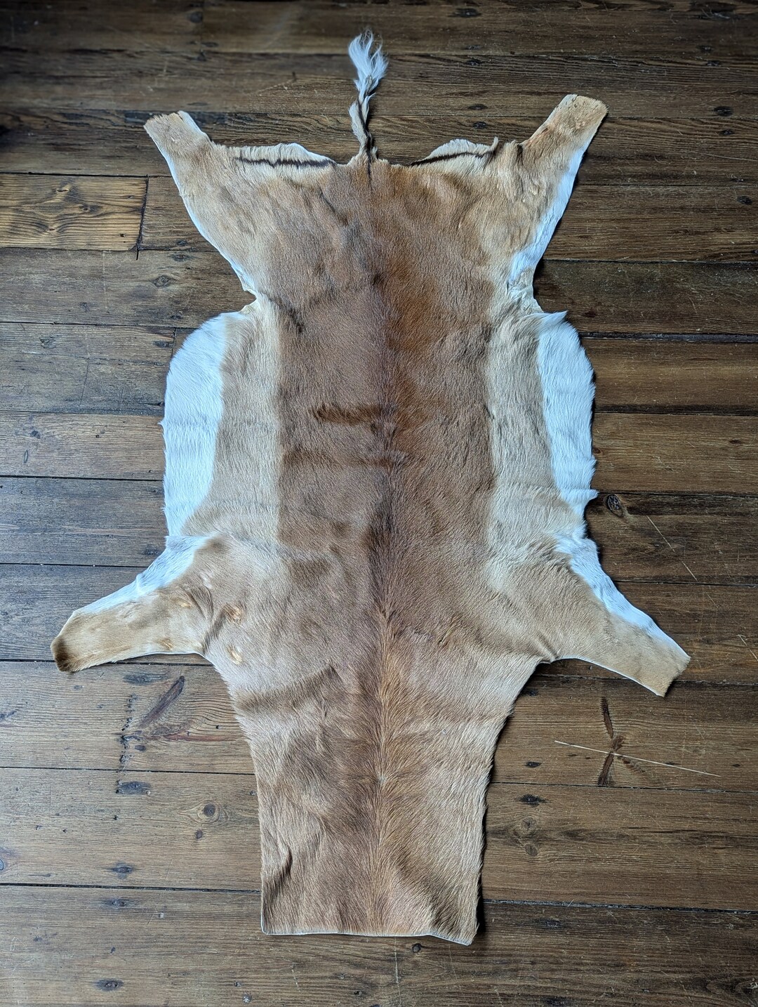Taxidermy - A Vintage Impala Pelt, Hide, Skin Rug. Large. African ...