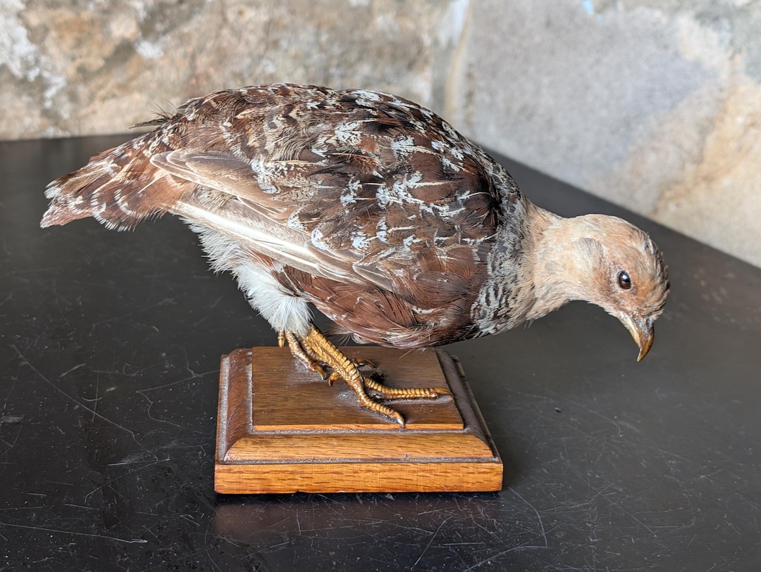An Unusual & Colourful Taxidermy Quail Game Bird. Mounted on Hardwood ...