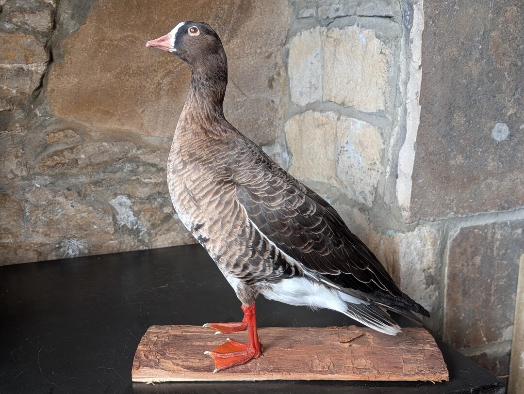 A Beautiful Taxidermy Lesser White Fronted Goose. Mounted on a Simple ...