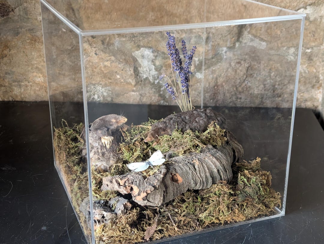A Wonderful and Unusual Cased Pair of Taxidermy European Moles. in ...