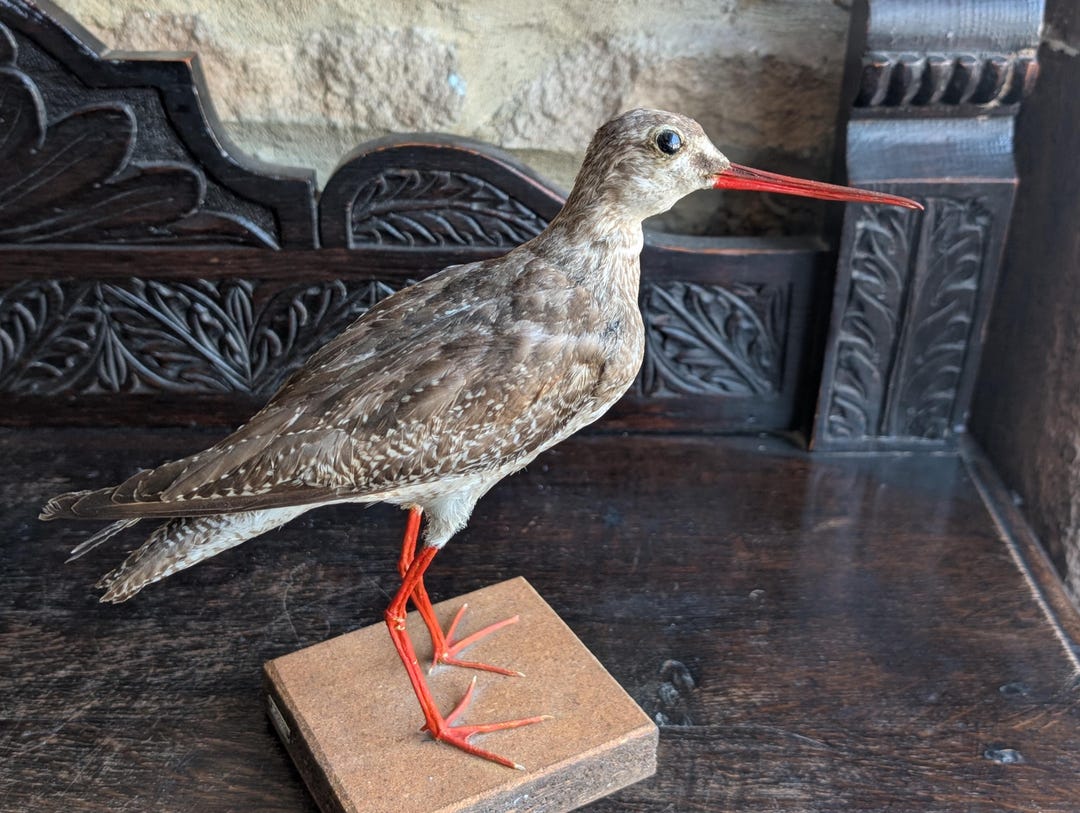 A Well Presented Taxidermy Red Shank. Mounted on a Simple Base in ...