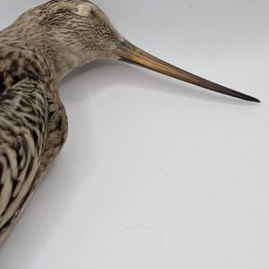 Taxidermy Bird Study Skin Sample. Bar Tailed Godwit. Male Late 19th ...