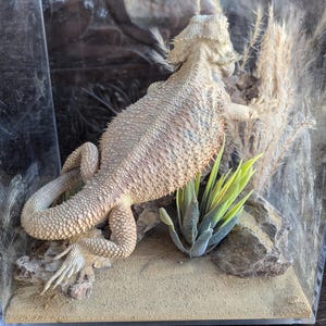 A Unique Taxidermy Cased Central Bearded Dragon Lizard. in Acrylic Case ...