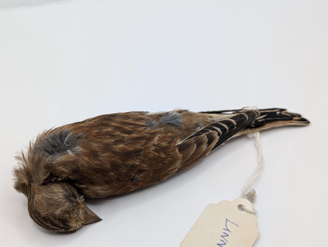 Taxidermy Bird Study Skin. Common Linnit. Antique, British. 12cm ...