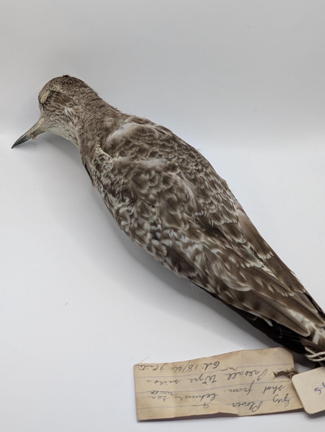 Taxidermy Bird Study Skin. Grey Plover. Female Late 19th Century ...