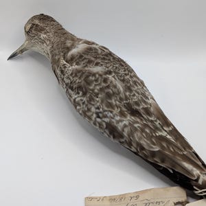 Taxidermy Bird Study Skin. Grey Plover. Female Late 19th Century ...