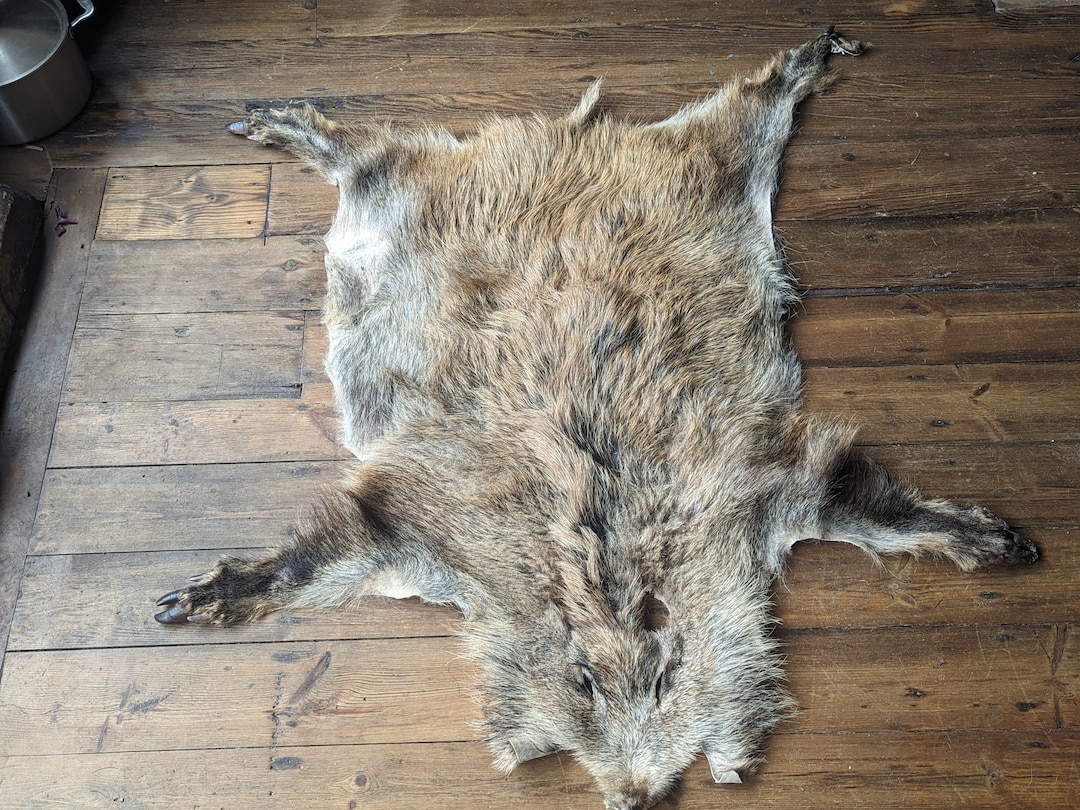 A Vintage Taxidermy Real Wild Boar Pelt, Skin, Rug, Throw. Huge ...