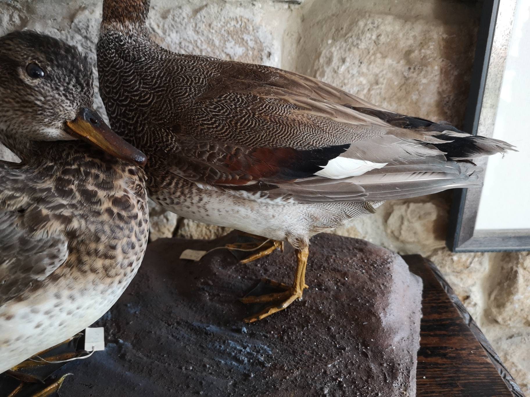 Gadwall Duck Mounts