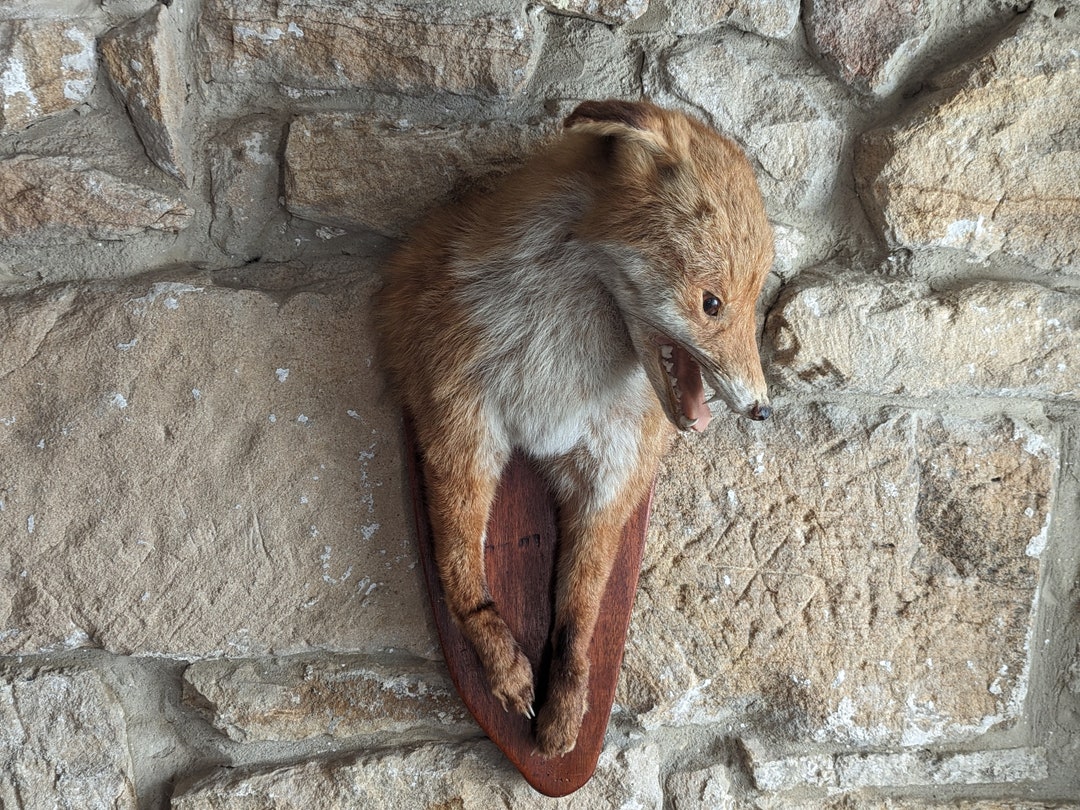 A Unique Vintage Taxidermy Red Fox Head & Shoulder Mount. in - Etsy