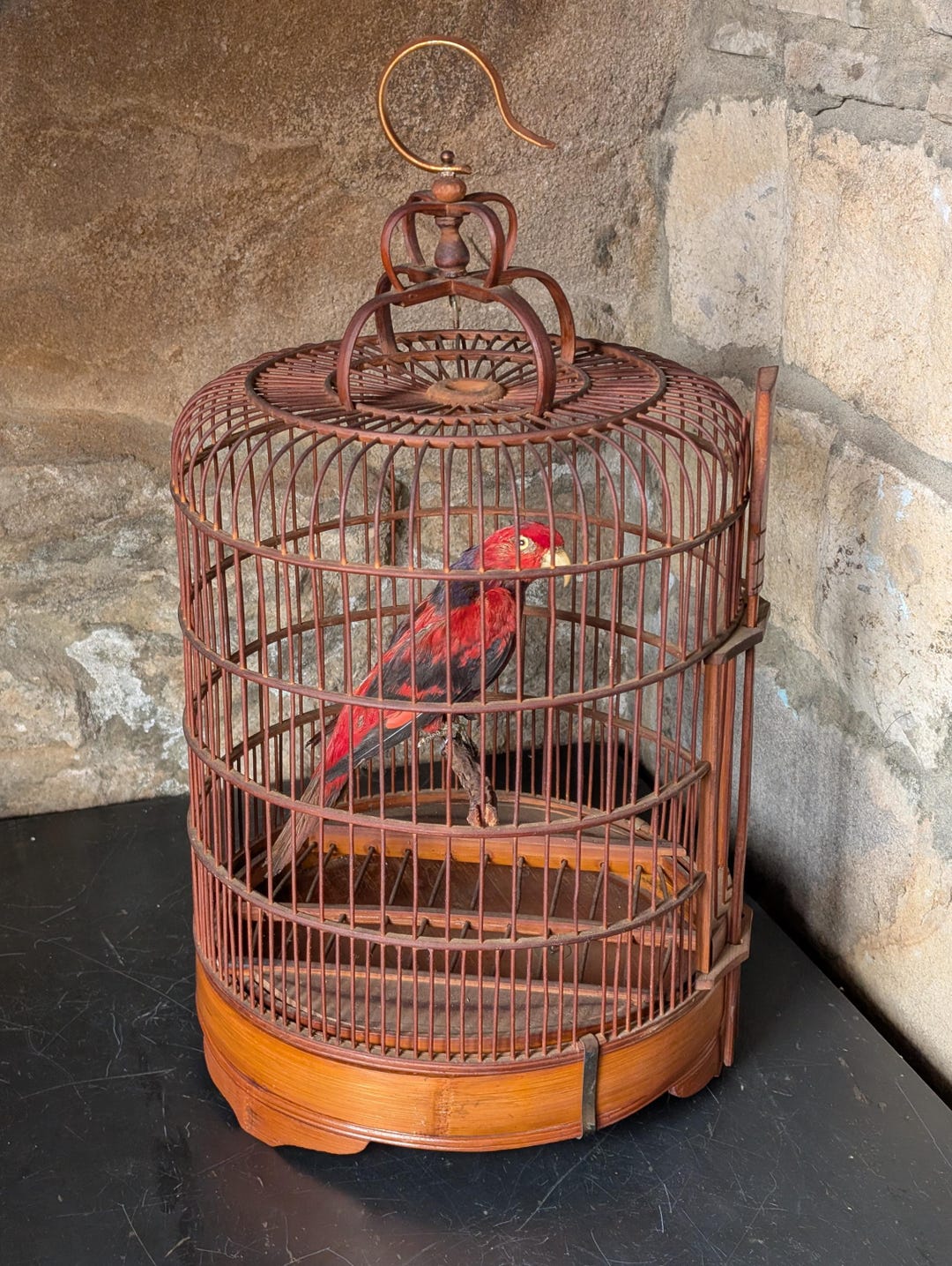 A Beautiful Antique Taxidermy Caged Violet-necked Lory eos Squamata ...