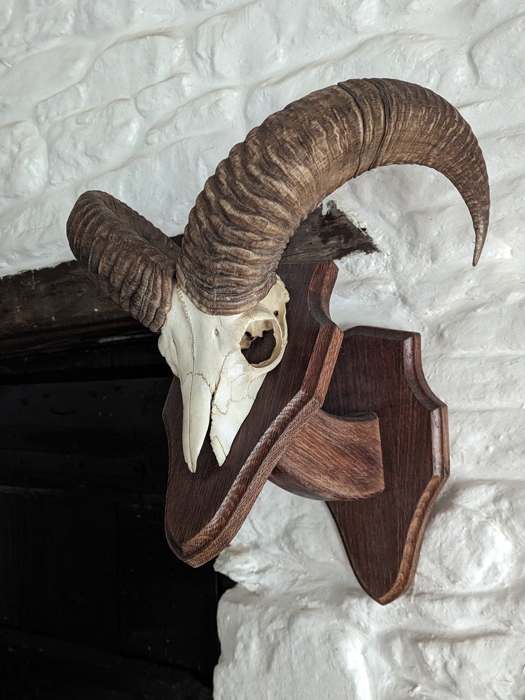 Taxidermy European Mouflon (ancient Wild Sheep) Horns and Skull ...