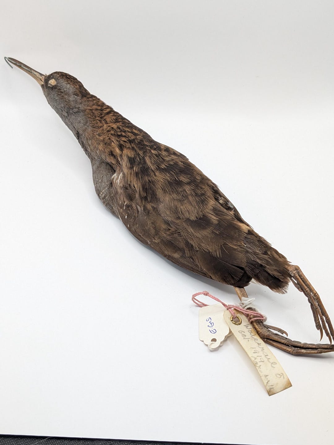 Taxidermy Bird Study Skin. Water Rail. Male 1912 Antique Early 20th ...