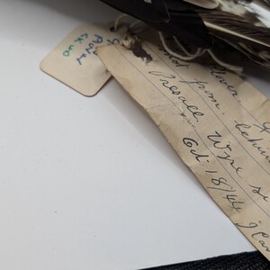 Taxidermy Bird Study Skin. Grey Plover. Female Late 19th Century ...