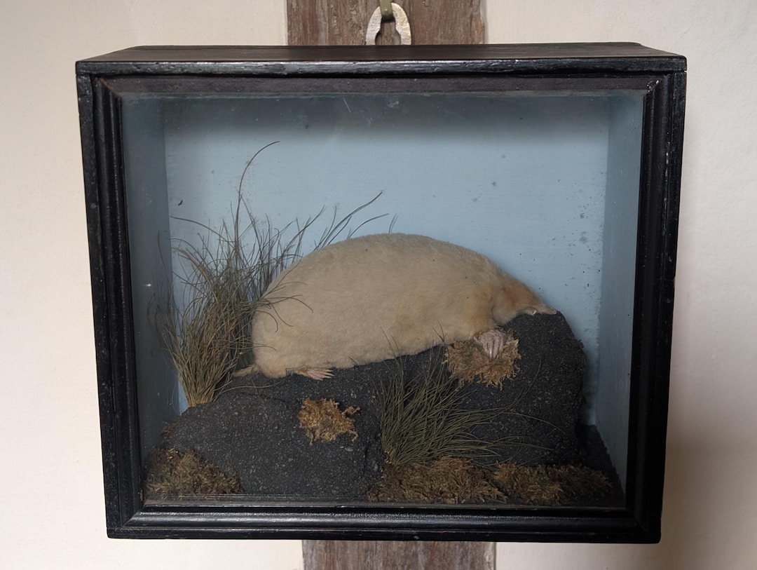 A Beautiful Very Unusual Taxidermy Albino White Mole. Mounted in ...