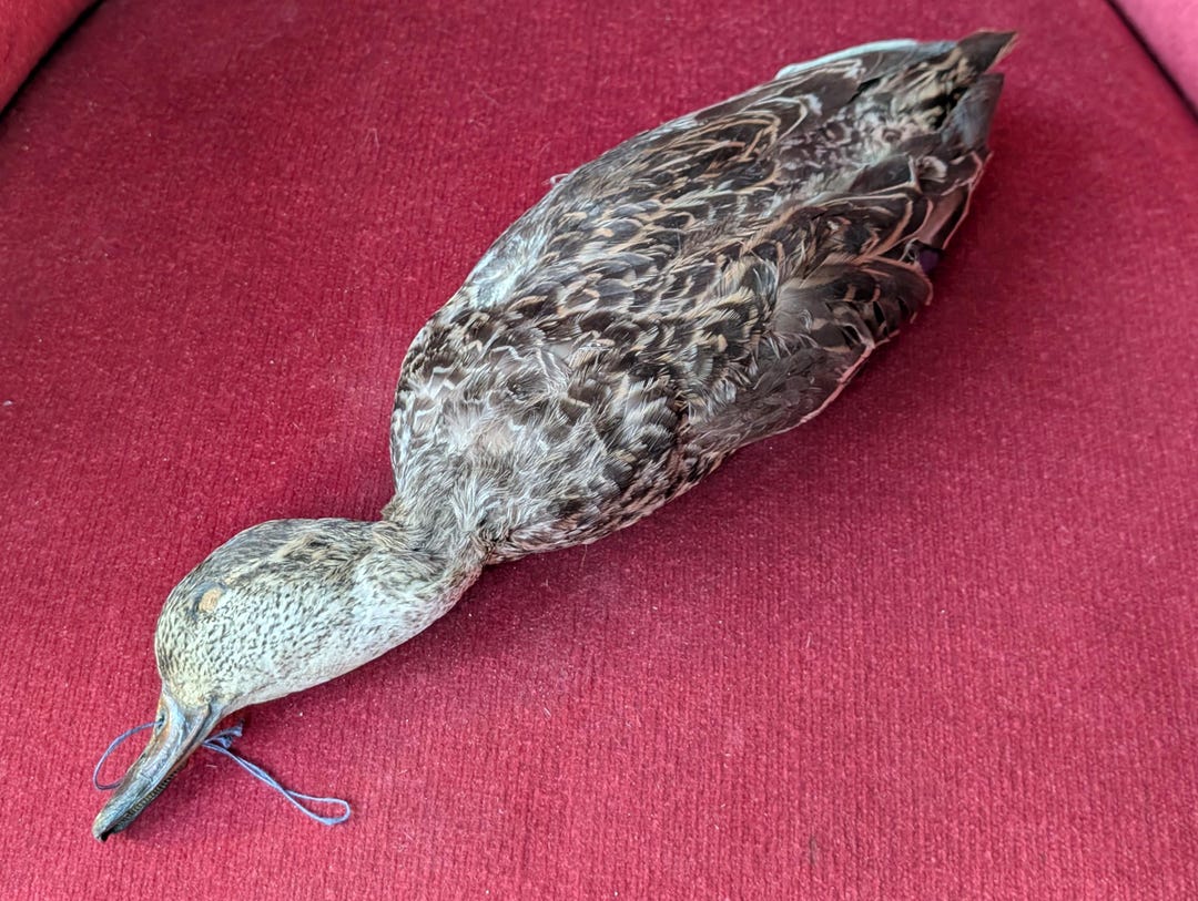 Taxidermy Bird Study Skin Sample. Teal Duck, Female. Late 19th Century ...
