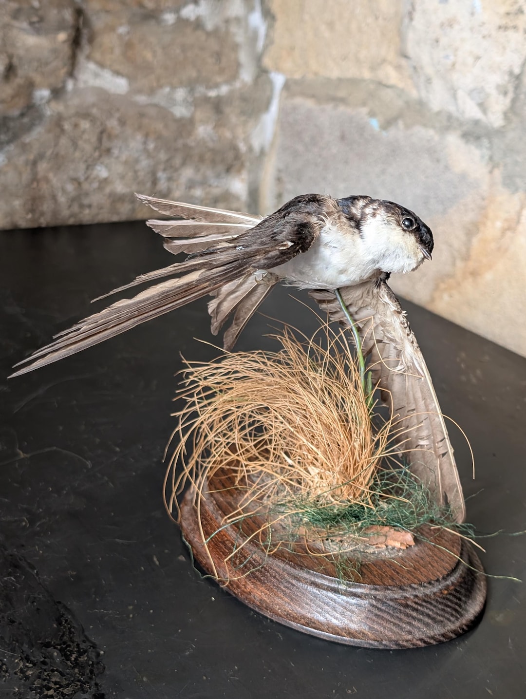 A Quirky Taxidermy Western House Martin Bird. Mounted in Flying Swoop ...