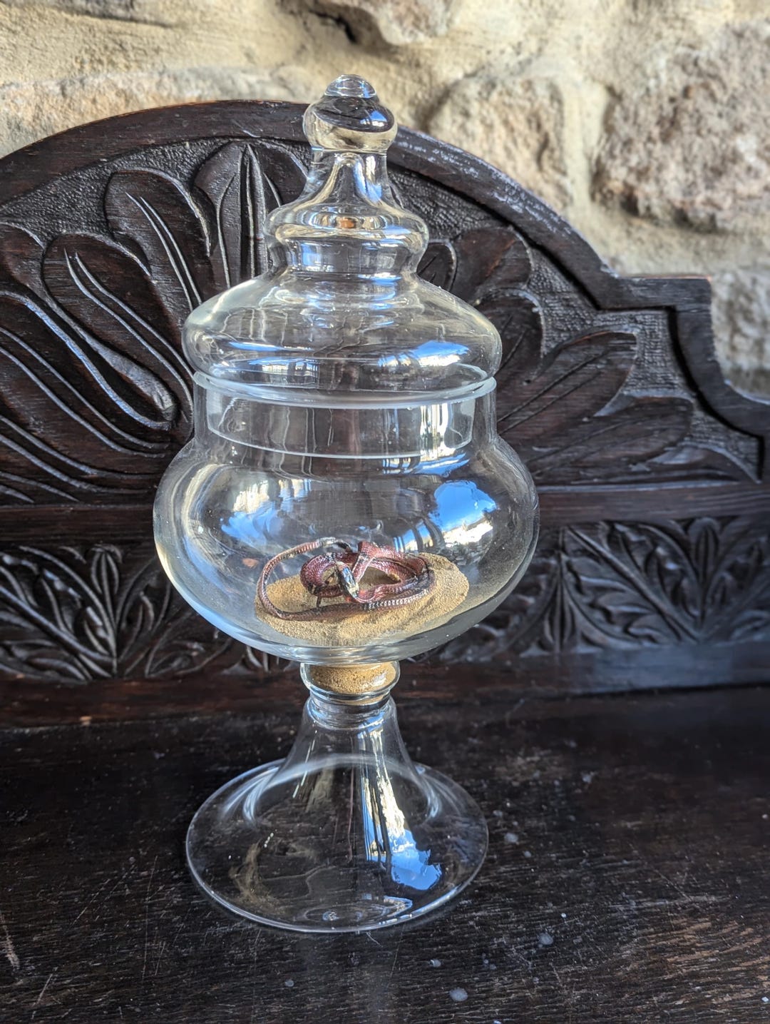 A Small Taxidermy Sinaloan Milk Snake. Coiled on a Sand Bed in a ...