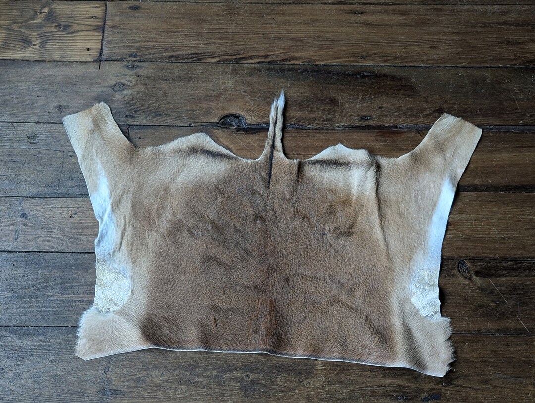Taxidermy - A Vintage Impala Flank Hide, Pelt, Skin Rug. Large. African ...