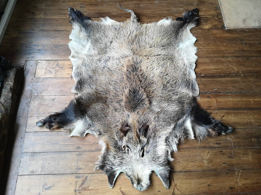 A Vintage Taxidermy Real Wild Boar Pelt, Skin, Rug, Throw. Huge ...