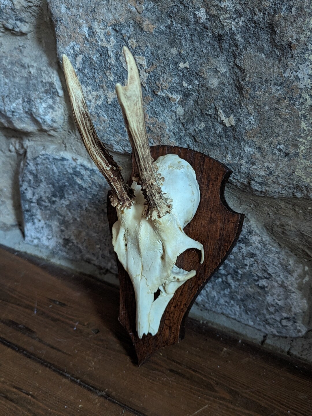 Taxidermy Vintage Roe Deer Antlers & Skull on a Dark Oak Style - Etsy