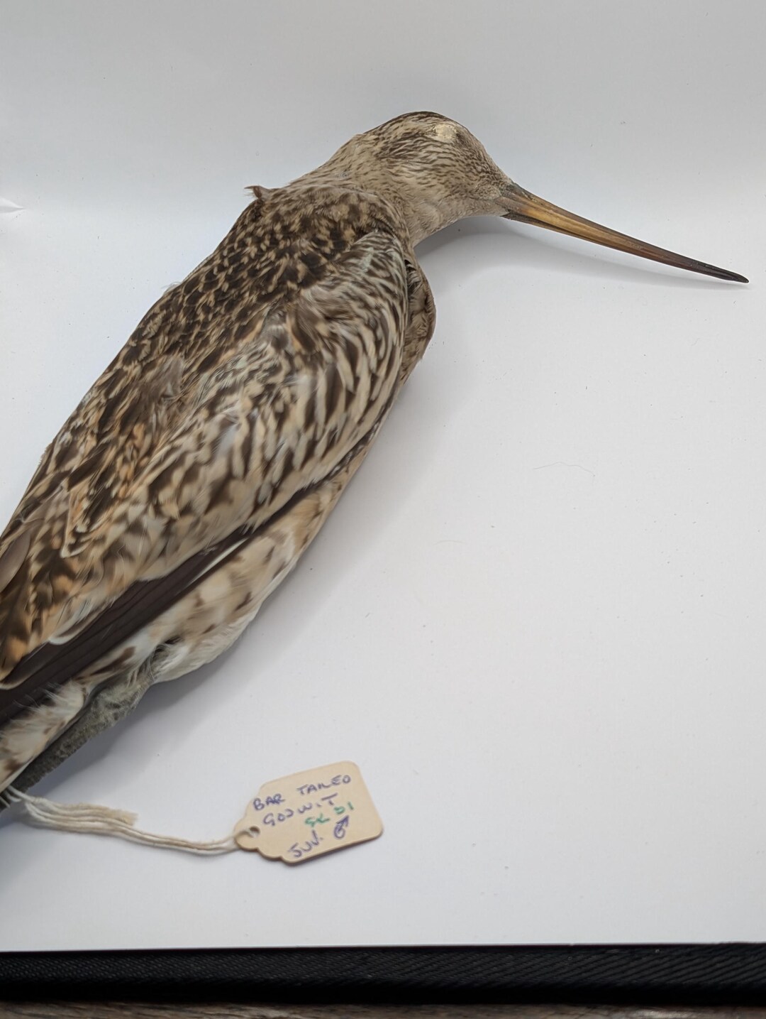 Taxidermy Bird Study Skin Sample. Bar Tailed Godwit. Male Late 19th ...