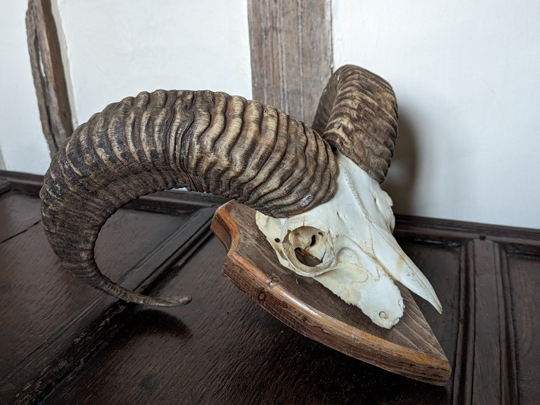 Taxidermy European Mouflon ancient Wild Sheep Horns and - Etsy