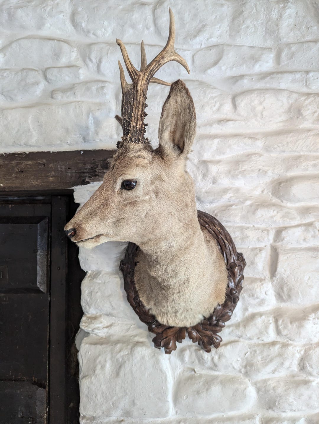 Taxidermy Large Adult European Roe Deer Buck. Full Head Mount and 6 ...