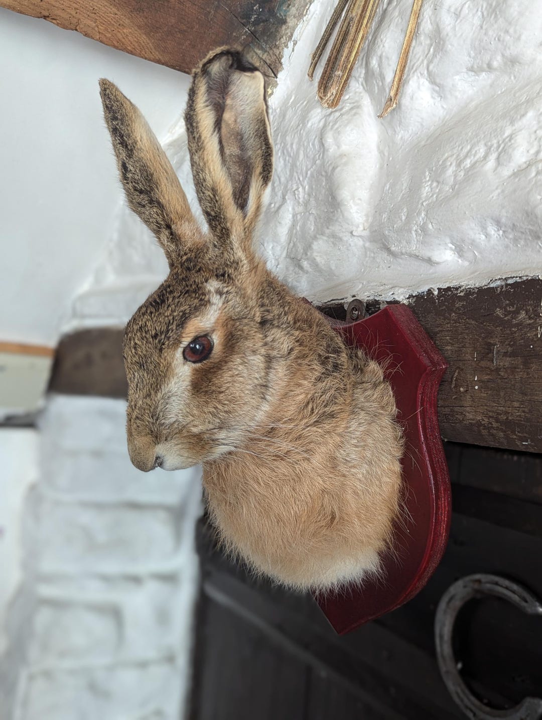 A Stunning Taxidermy European Hare Head Mount. Mounted on a Dark Wooden ...