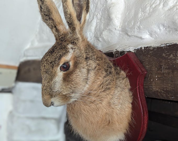 A Stunning Taxidermy European Hare Head Mount. Mounted on a Dark Wooden ...