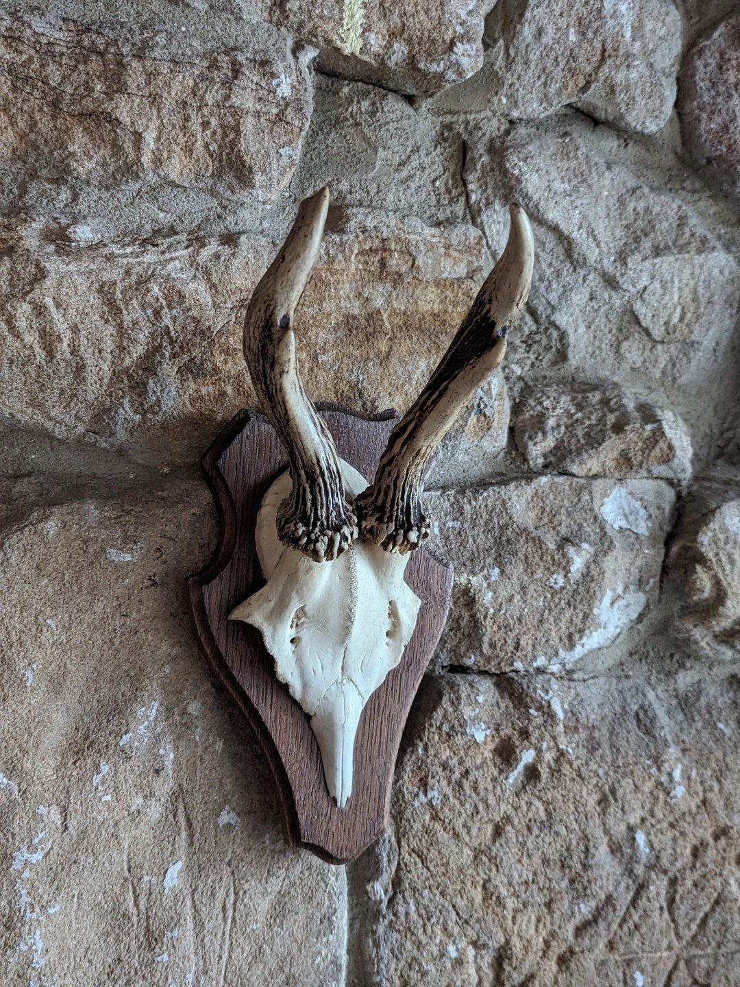 Taxidermy Vintage Roe Deer Antlers & Skull on a Dark Oak Style - Etsy