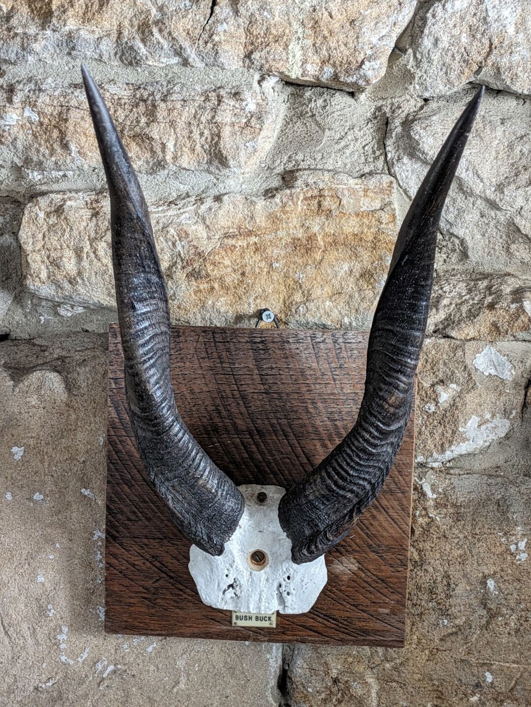 Taxidermy Bushbuck Horns and Painted Skull Cap. Mounted on a Shield ...
