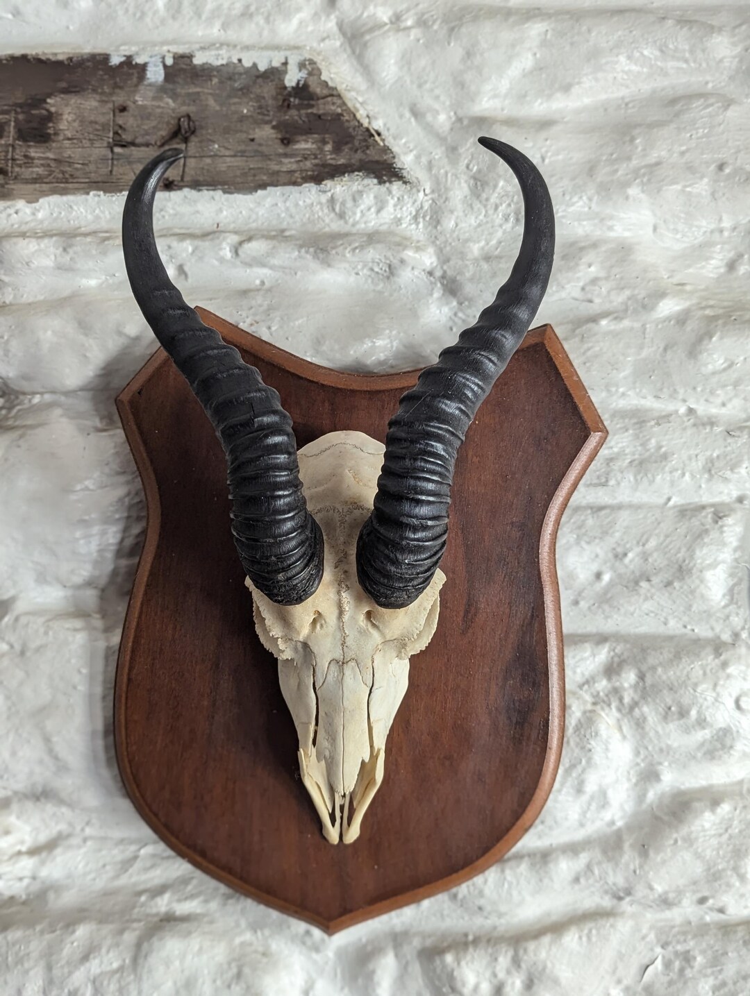 Taxidermy South African Springbok Horns and Upper Skull. Mounted on a ...