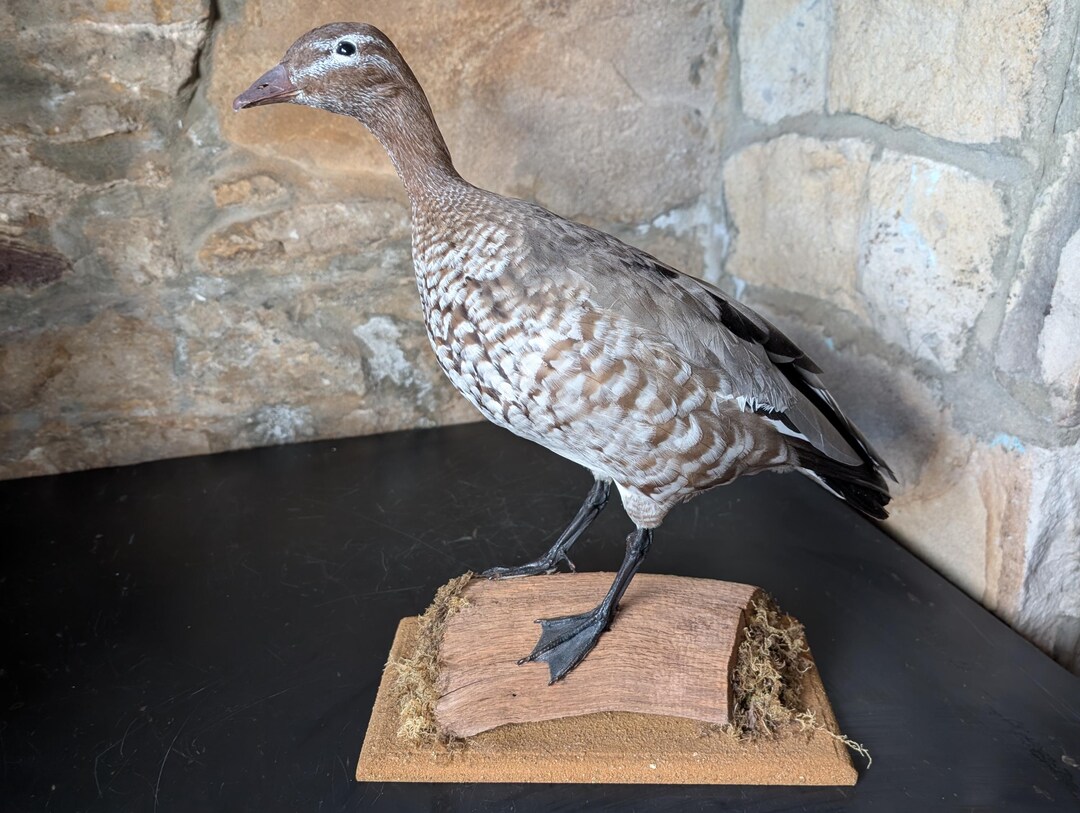 A Wonderful Taxidermy Mained Goose (australian Wood Duck). Mounted on a ...