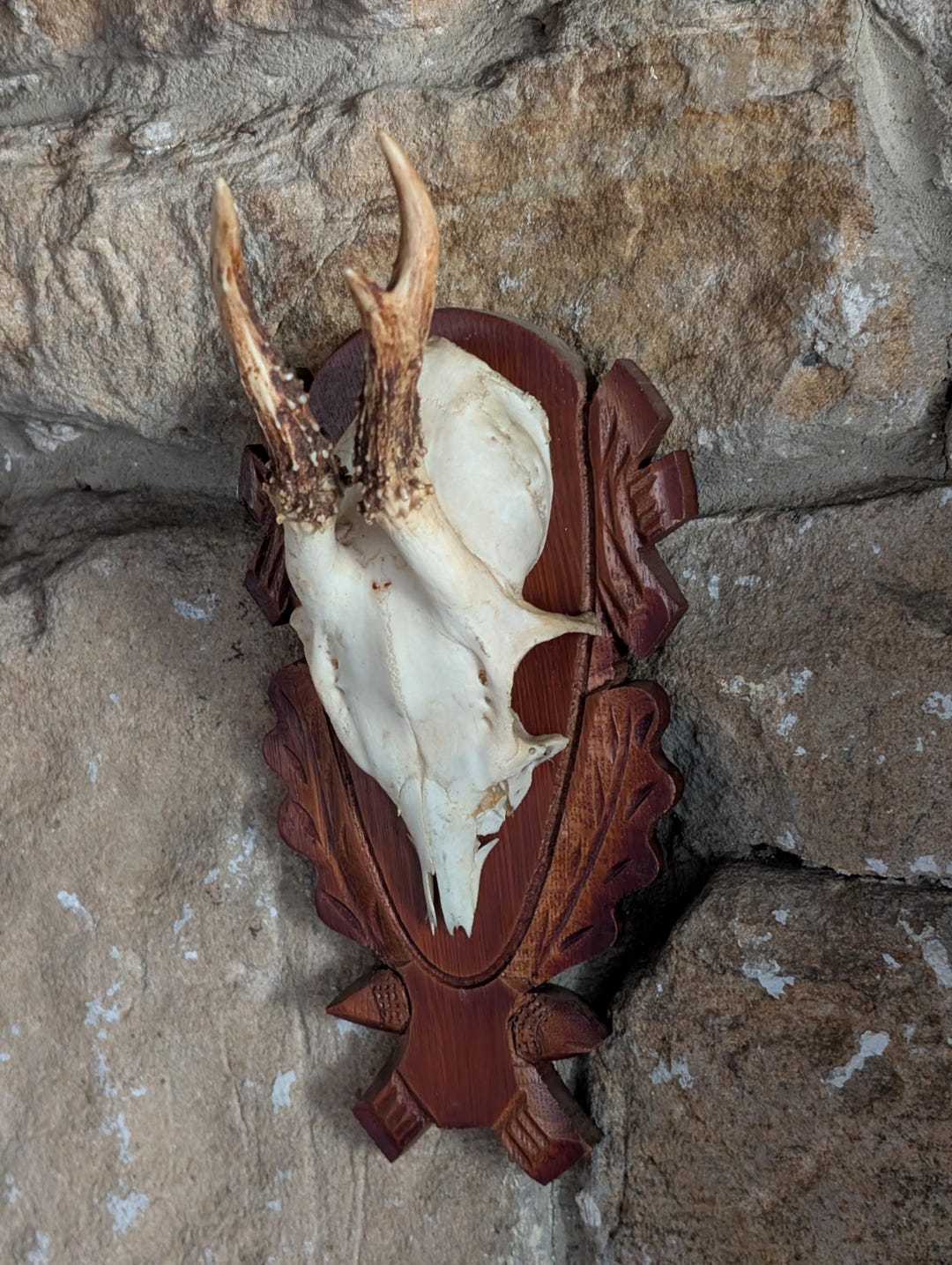 Vintage Taxidermy Roe Deer Skull & Antlers. 3 Pointers. on a Dark Wood ...