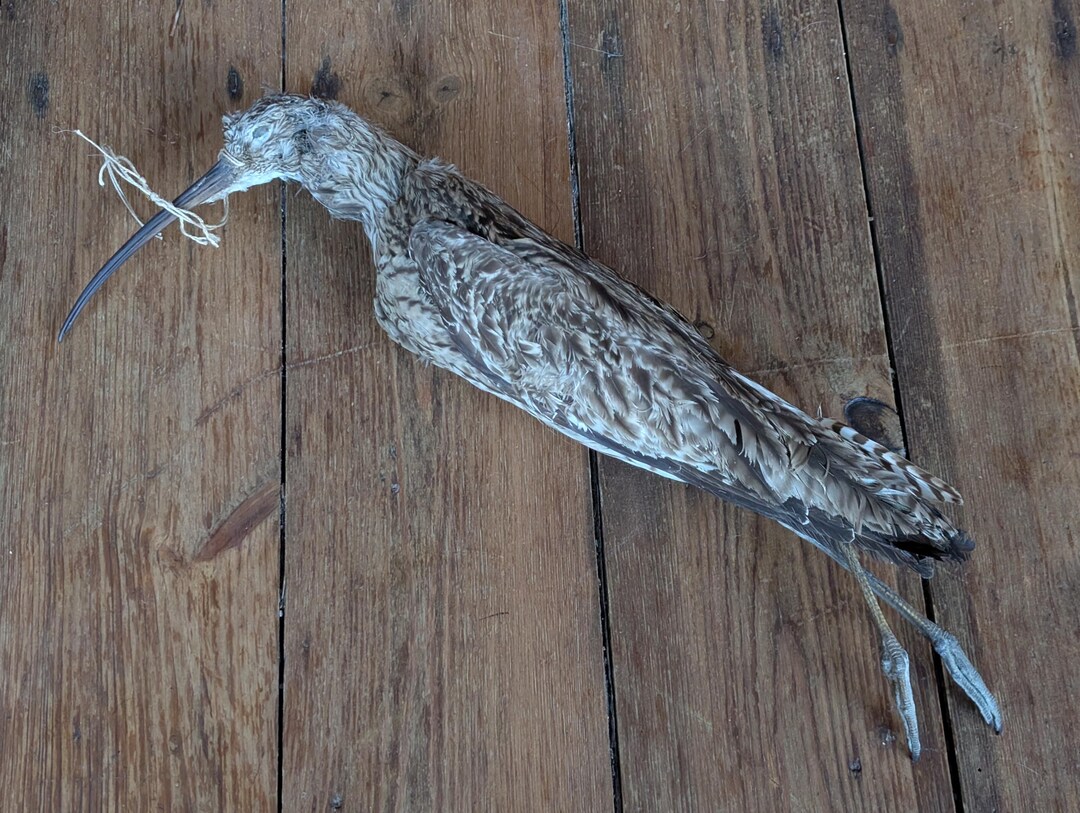 A Beautiful Taxidermy Bird Study Skin Sample. A Whimbrel, Curlew, Late ...