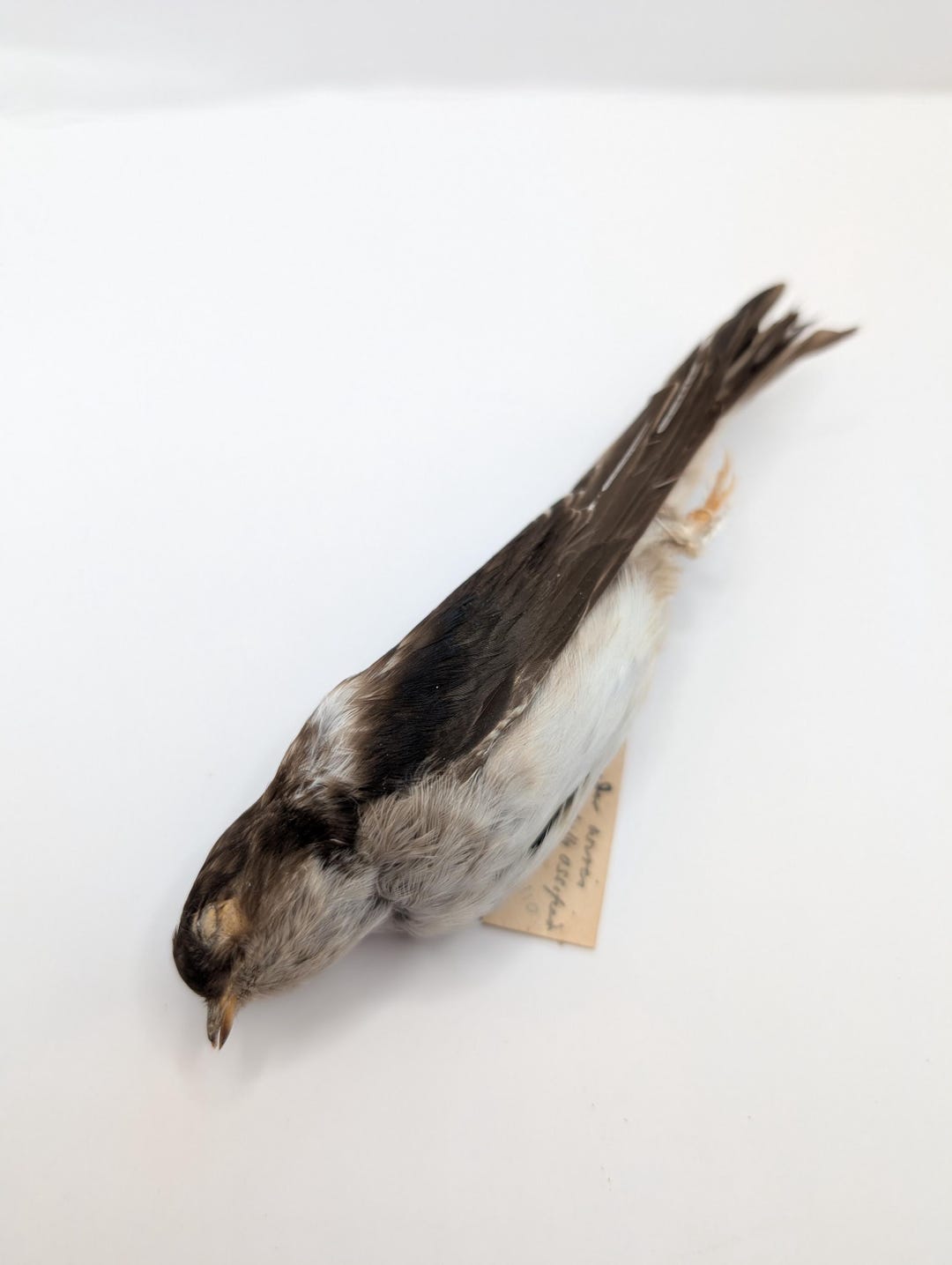 Taxidermy Bird Study Skin. House Martin (male). Antique 1931, Sussex ...
